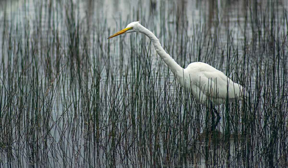 Free ebook: ‘A White Heron’ by Sarah Orne Jewett – grammaticus